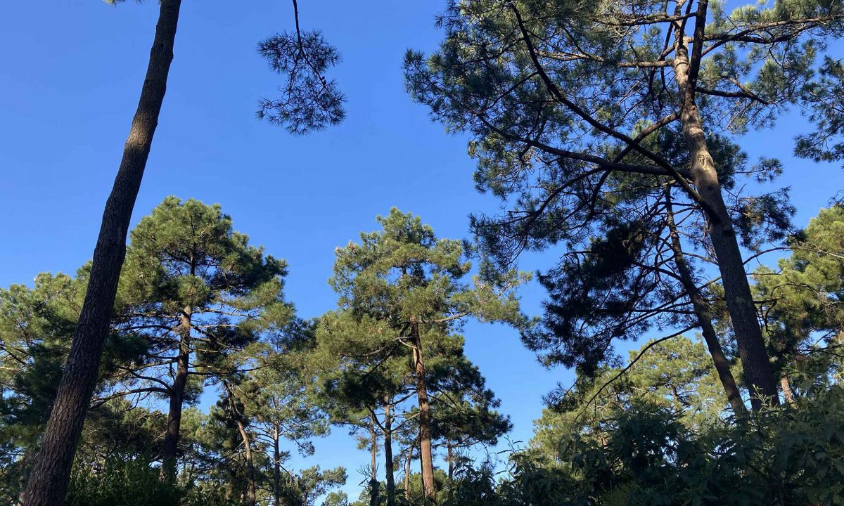 Catégories d’annonces Ventes Euronat